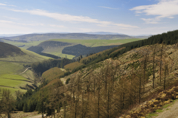 New cabinet announced for Powys County Council | LocalGov