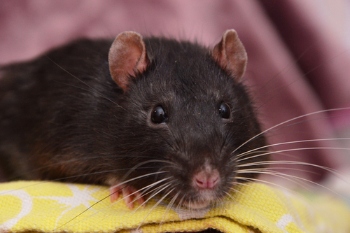 Councillors fear pest issues amid discovery of colossal rat | LocalGov