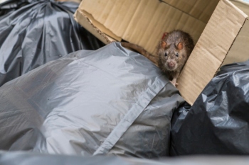 Brum pauses charges for rat infestations | LocalGov