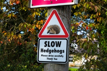 Road sign rules changed to protect hedgehogs | LocalGov