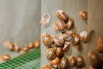 Snail breeding racket leaves holes in council’s finances | LocalGov