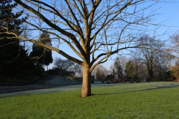London boroughs receive 40,000 new trees for parks and community spaces ...